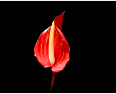 Alysha: Red Flower | The Roasted Bookery | Independent Bookstore & Café ...